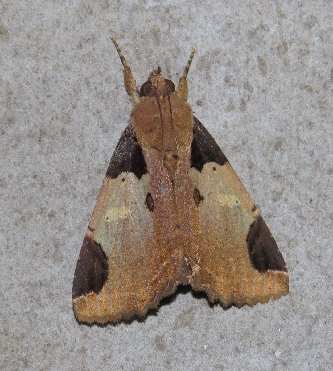 Ercheia (Ercheia) - Picture Insect