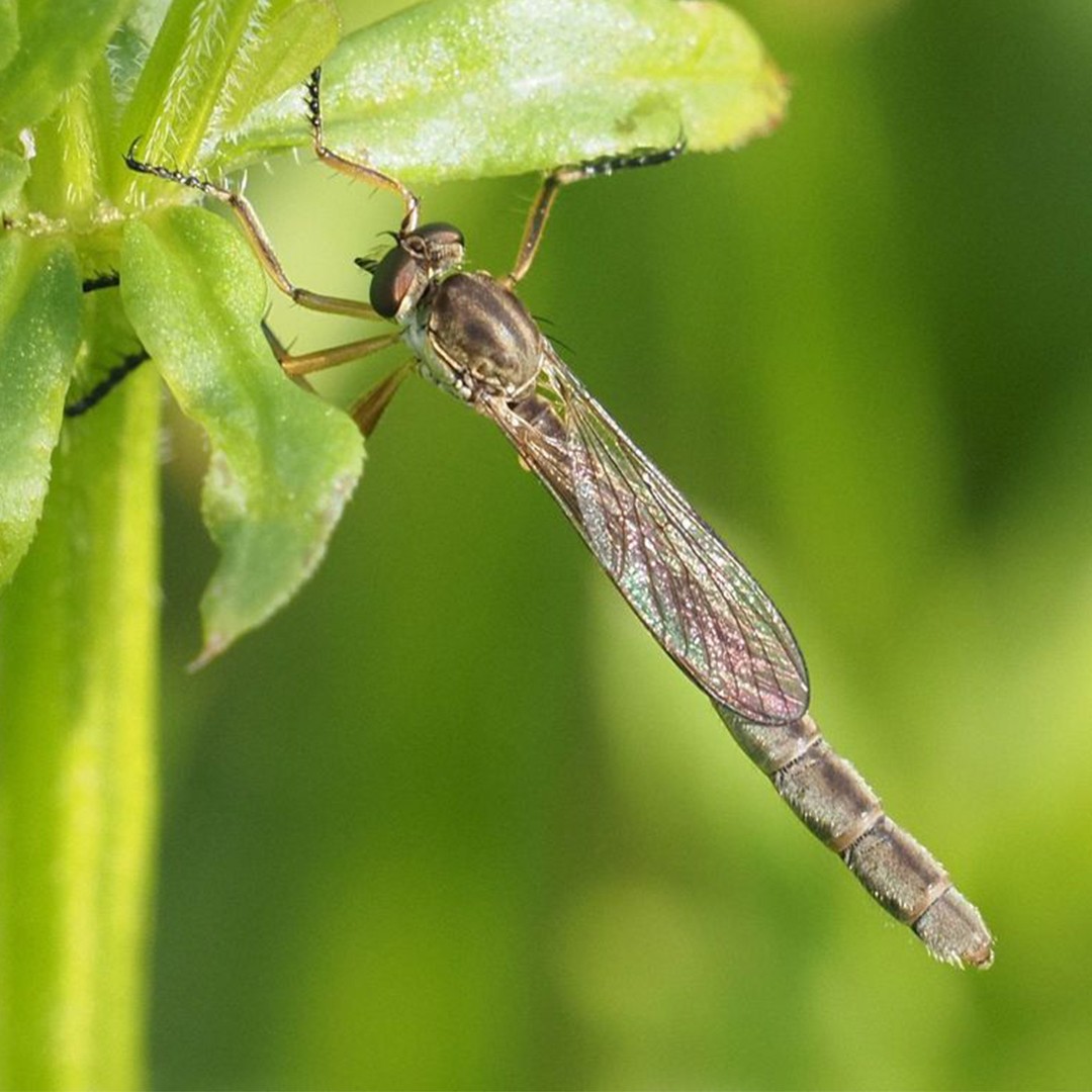 Leptogaster cylindrica (Leptogaster cylindrica) - Picture Insect