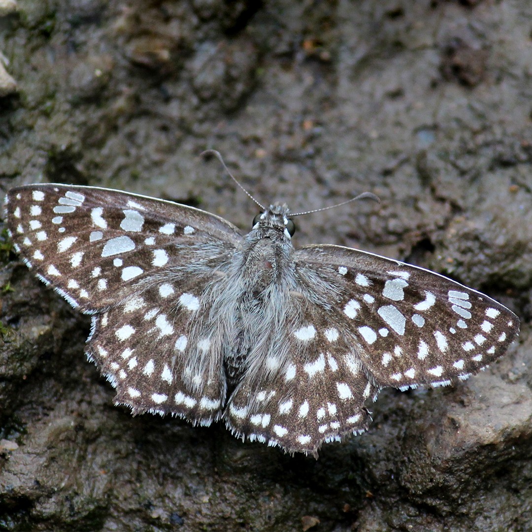 Caprona (Caprona) - Picture Insect
