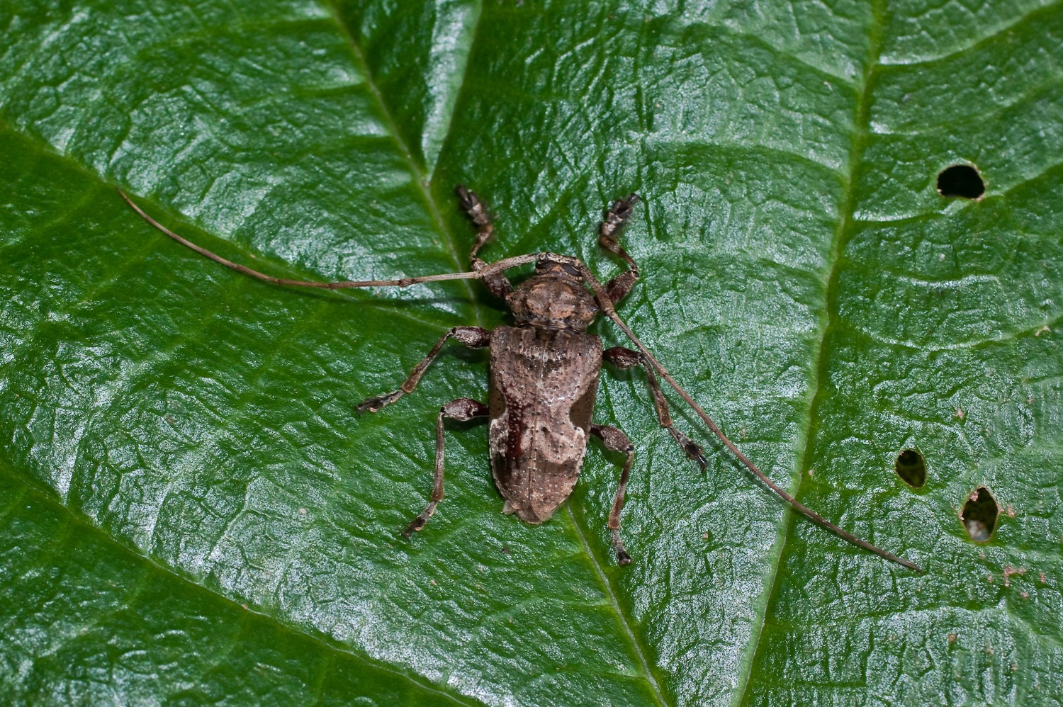 Lagocheirus (Lagocheirus) - Picture Insect