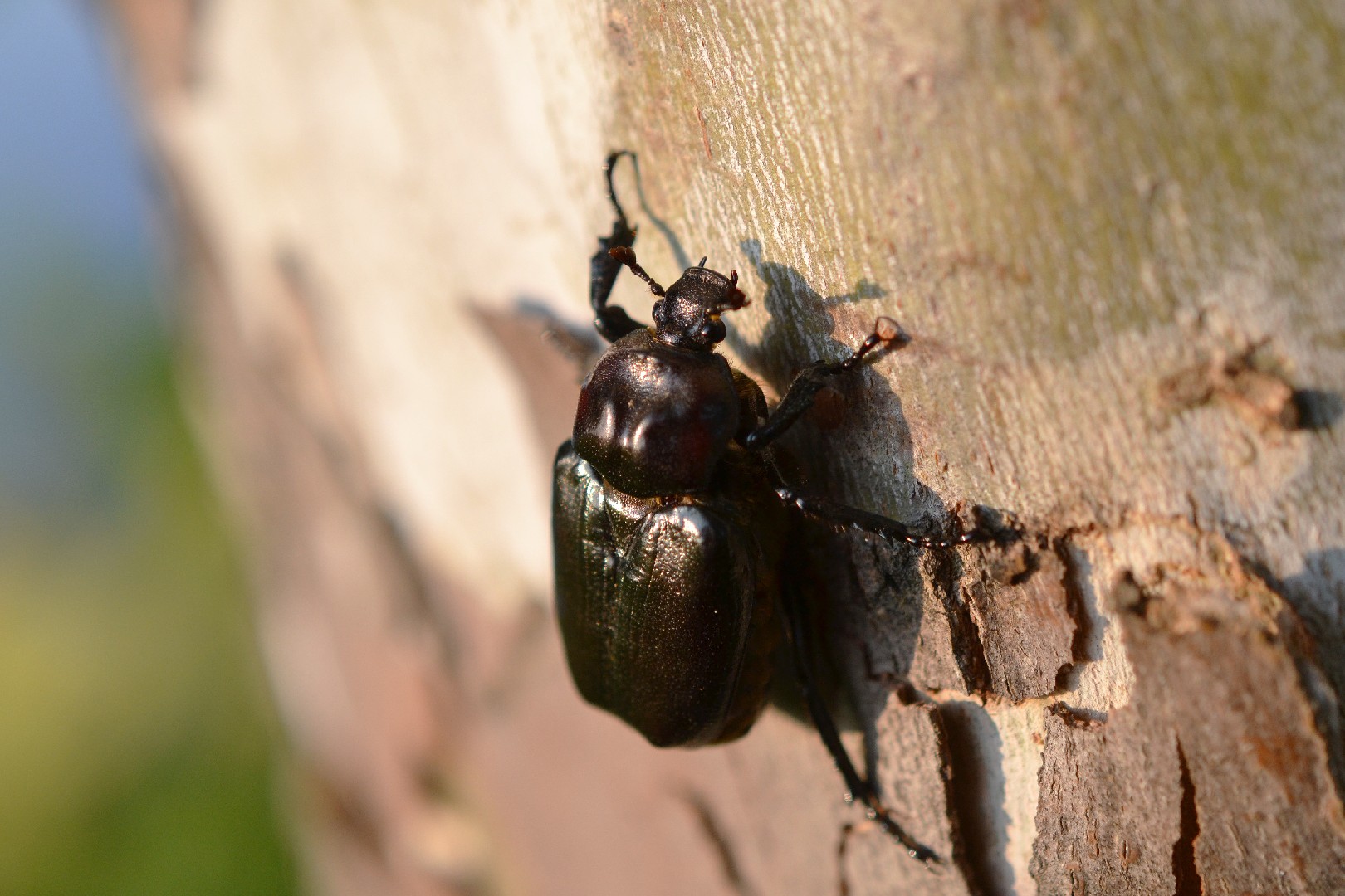 Osmoderma eremicola (Osmoderma eremicola) - Picture Insect