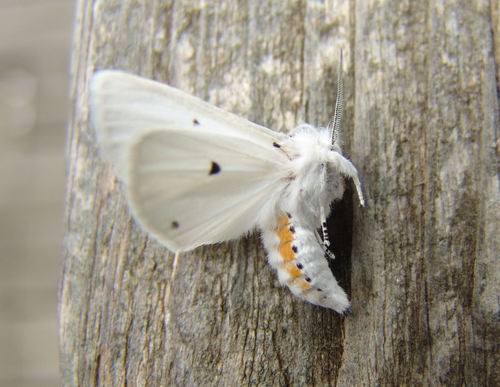 Virginian Tiger Moth How to identify it? - Picture Insect