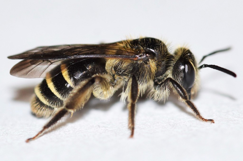 Andrena nubecula (Andrena nubecula) - Picture Insect