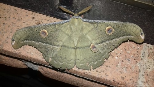 Copaxa lavendera (Copaxa lavendera) - Picture Insect