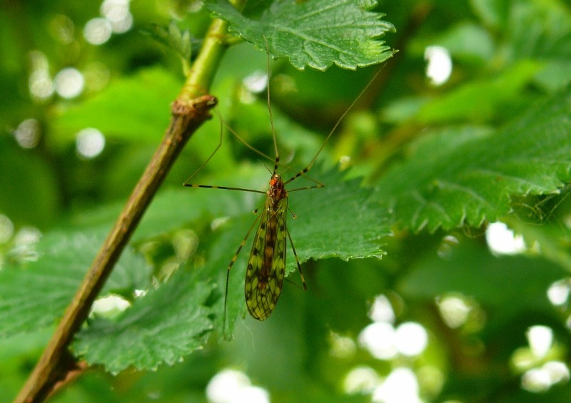 Limonia Nubeculosa Limonia Nubeculosa Picture Insect
