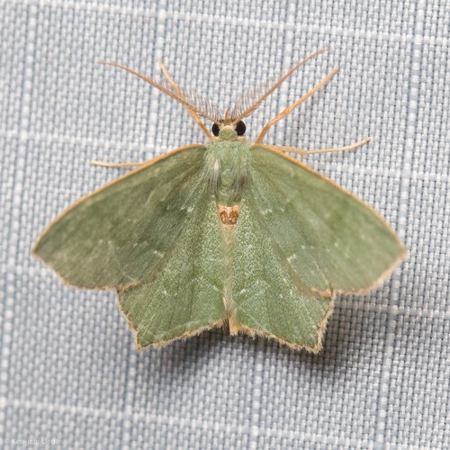 Chloropteryx (Chloropteryx) - Picture Insect