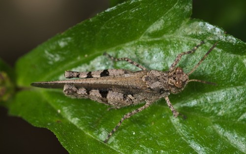 Trilophidia annulata (Trilophidia annulata) - Picture Insect