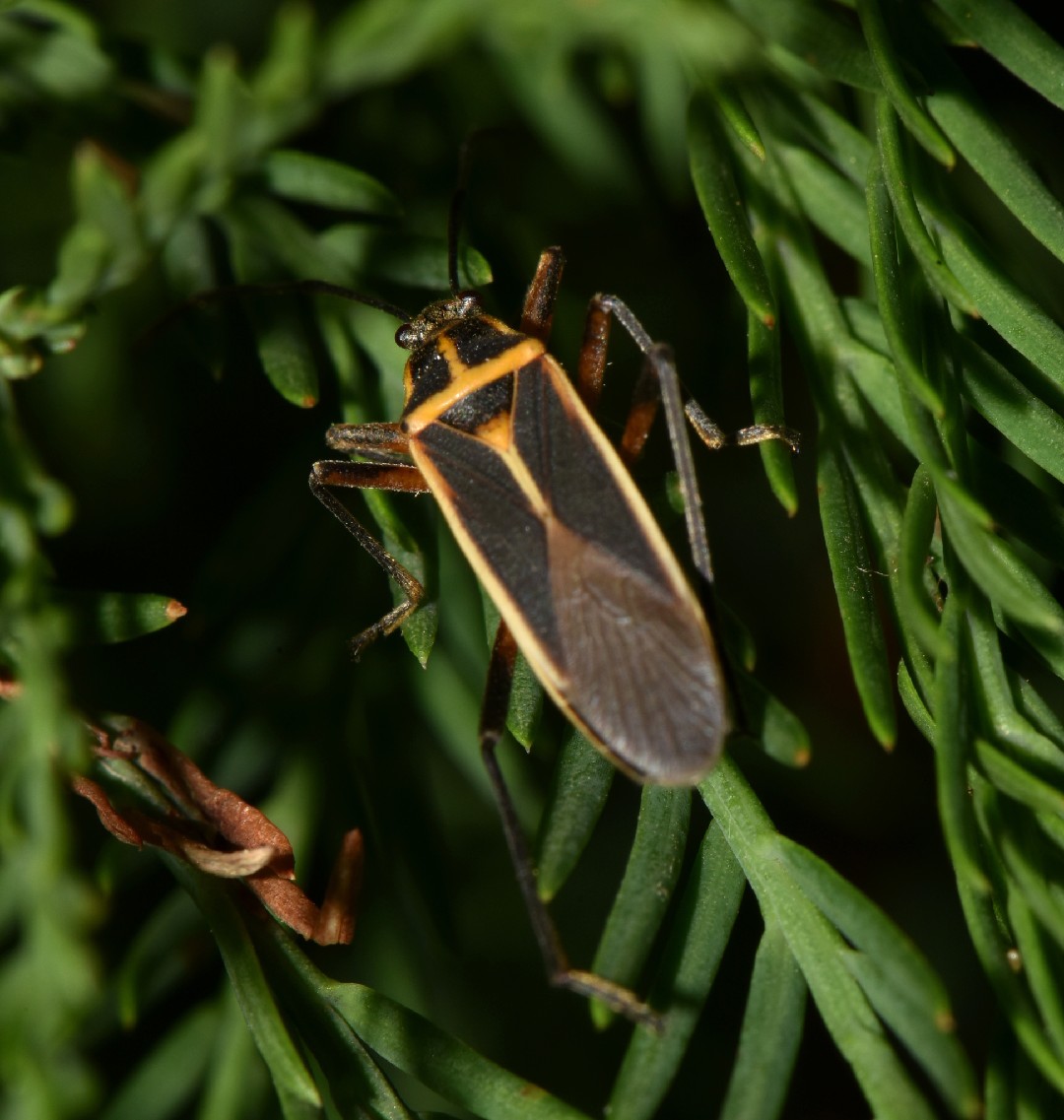 Stenomacra marginella (Stenomacra marginella) - Picture Insect