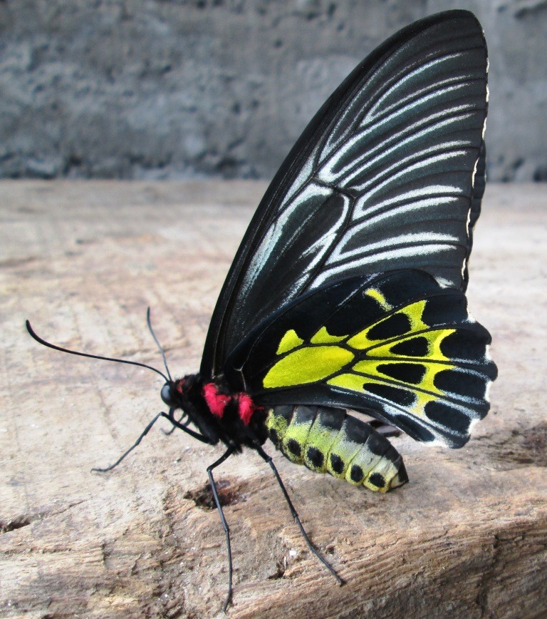 Troides (Troides) - Picture Insect