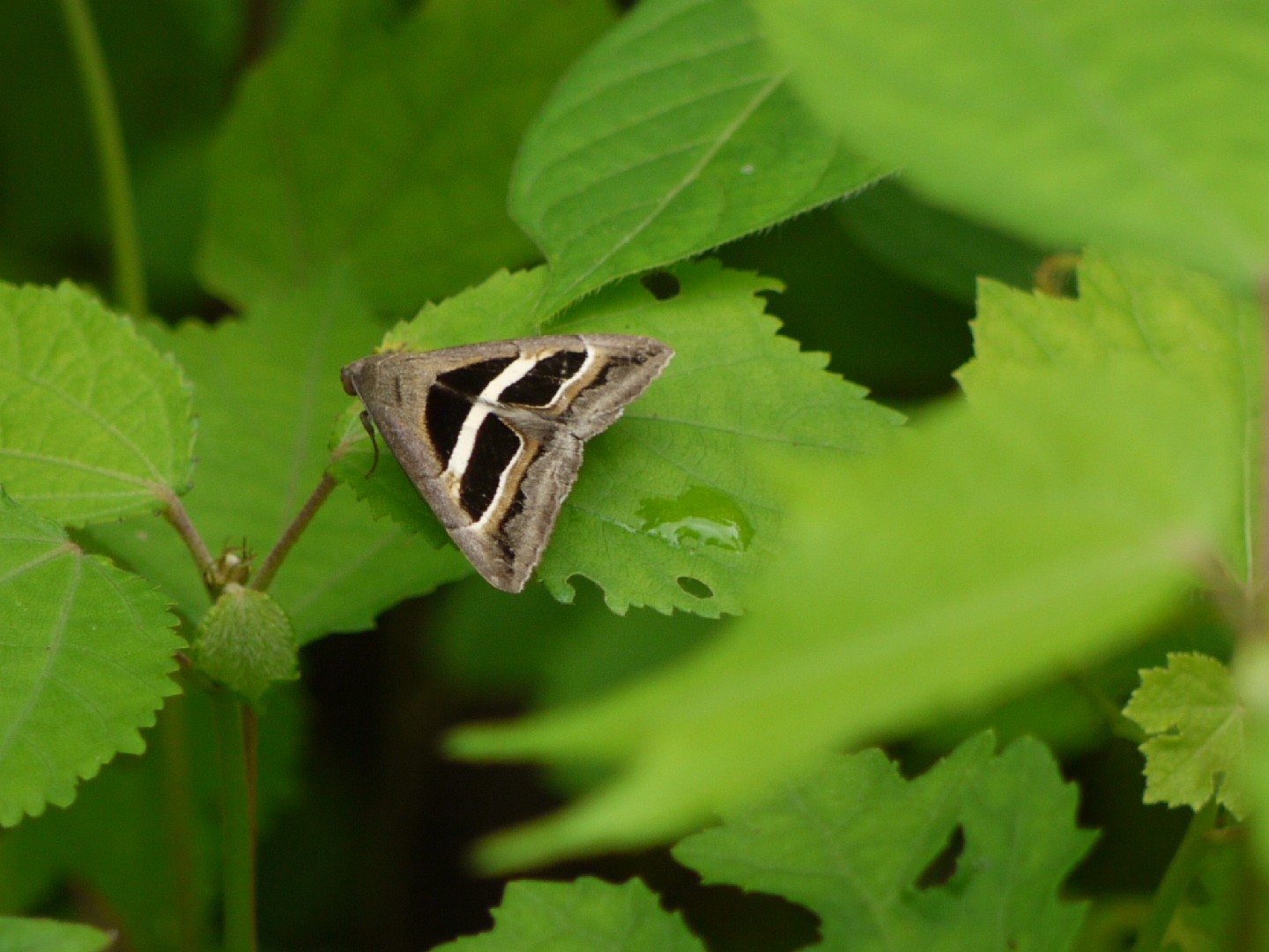 Grammodes geometrica (Grammodes geometrica) - Picture Insect