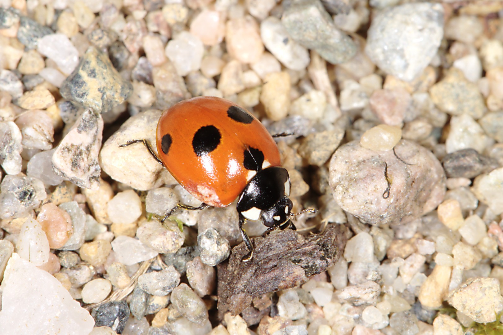 Coccinella quinquepunctata (Coccinella quinquepunctata) - Picture Insect