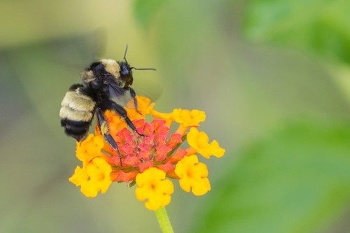 Jicotes (Bombus) - Picture Insect