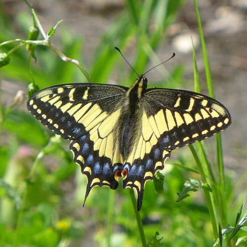 Anise swallowtail How to identify it? - Picture Insect