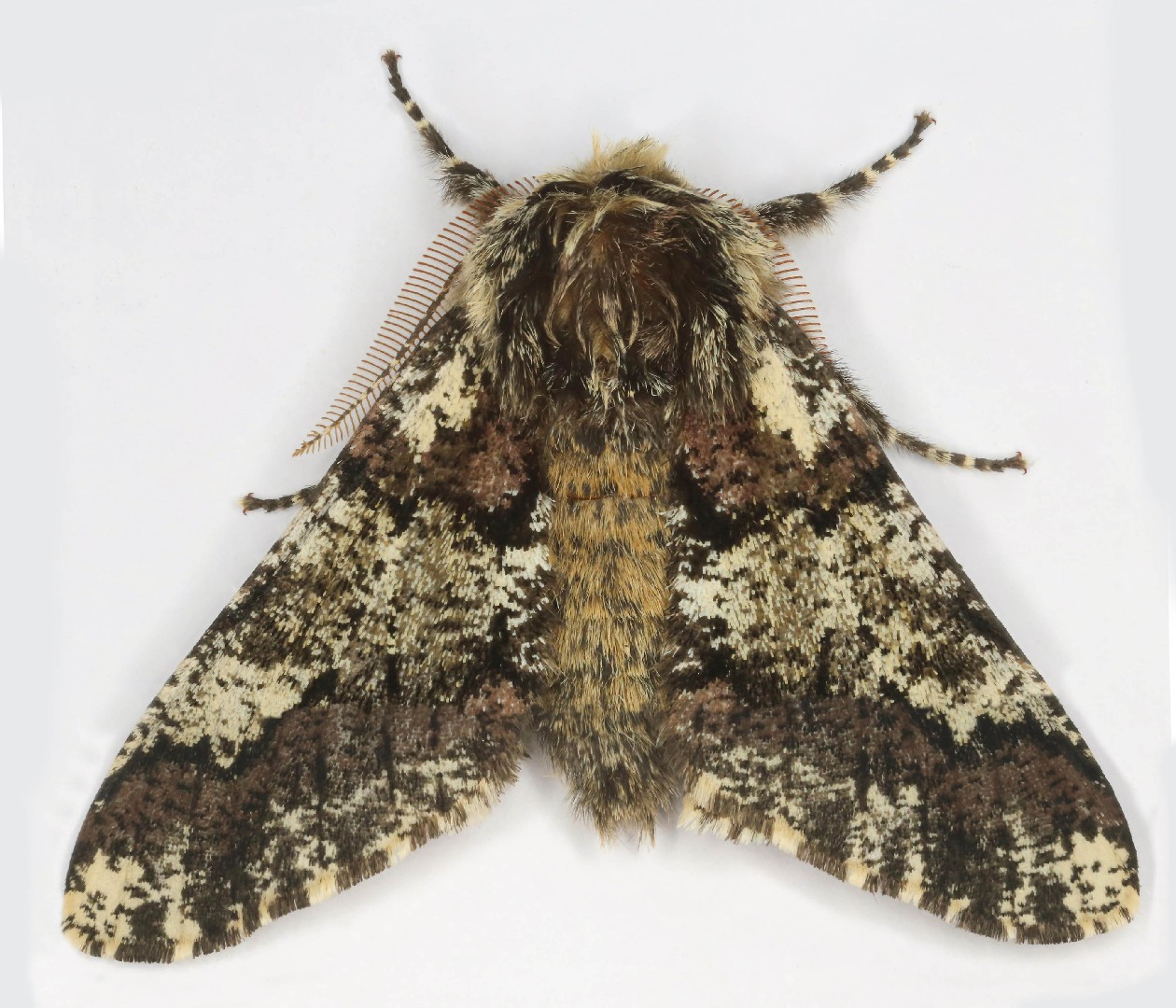 Biston (Biston) - Picture Insect