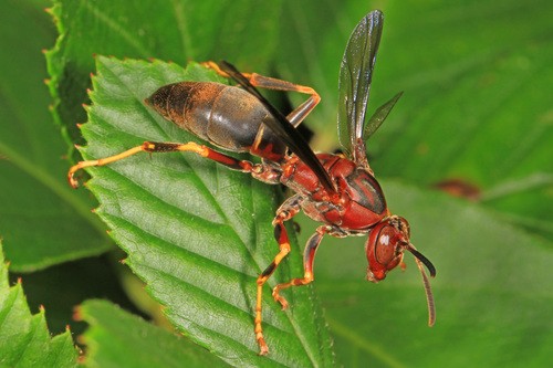 Avispas de papel del grupo dominula (Polistes) - Picture Insect