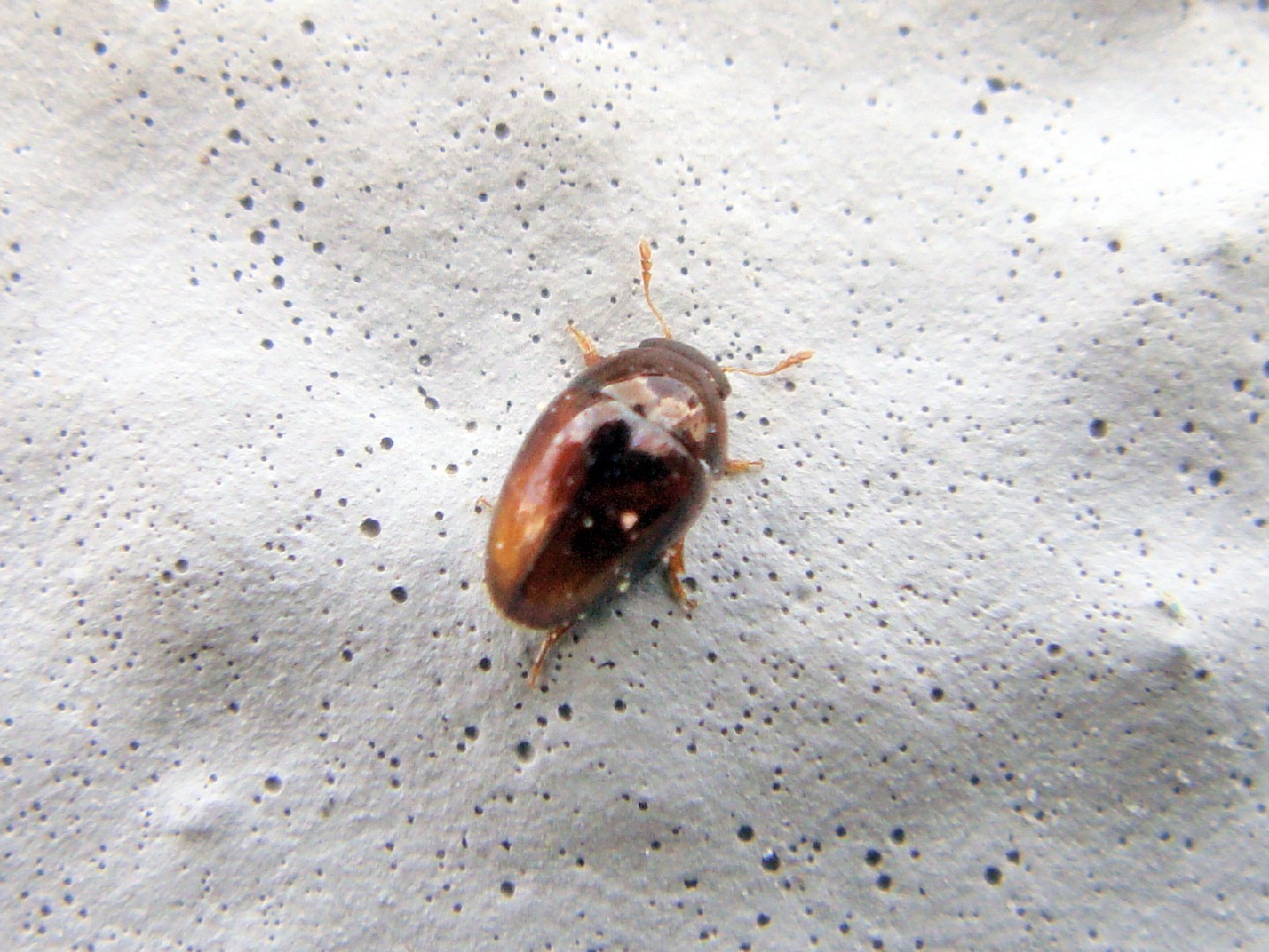 Stilbus testaceus (Stilbus testaceus) - Picture Insect