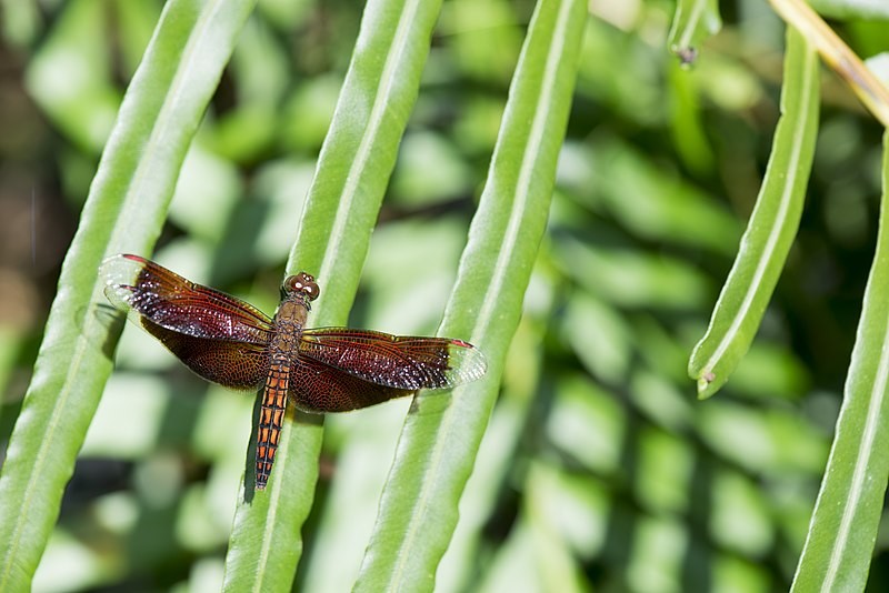 Neurothemis taiwanensis (Neurothemis taiwanensis) - Picture Insect