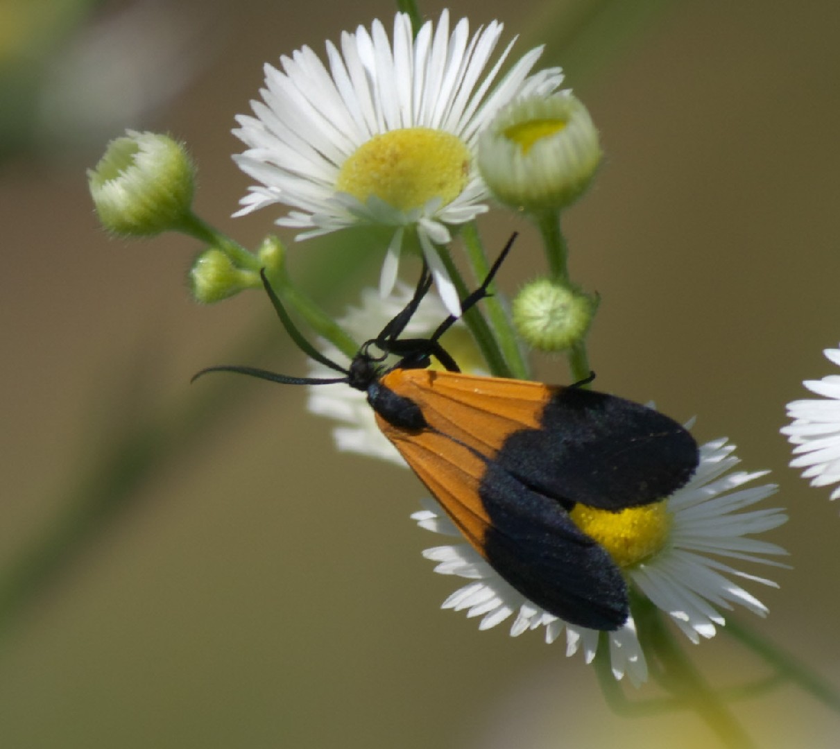 Lycomorpha pholus (Lycomorpha pholus) - Picture Insect