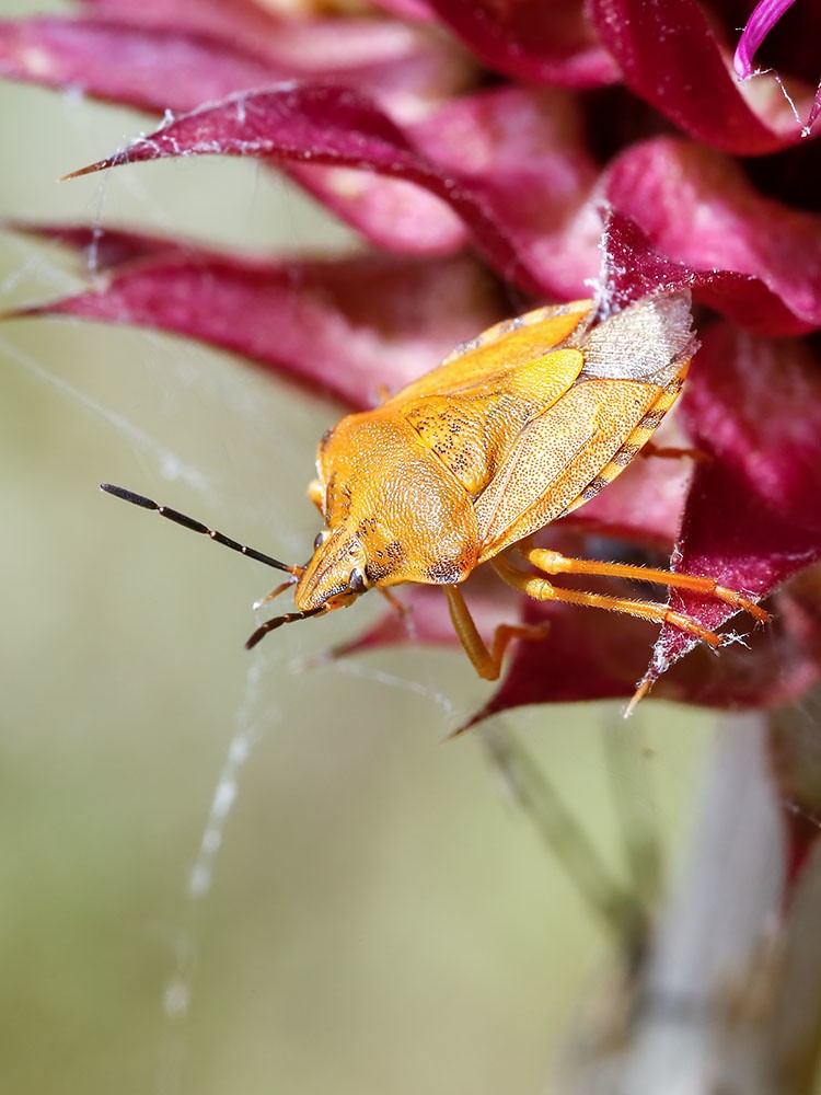 Carpocoris purpureipennis (Carpocoris purpureipennis) - Picture Insect
