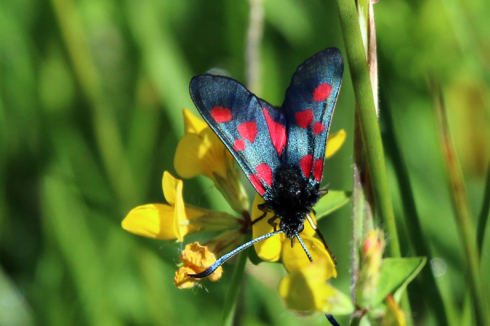 Zygaena (Zygaena) - Picture Insect