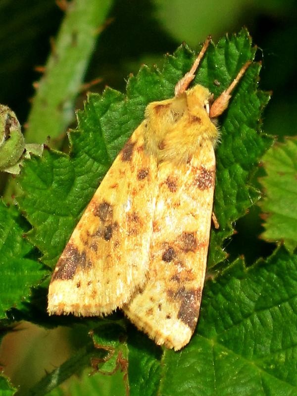 Xanthia icteritia (Xanthia icteritia) - Picture Insect