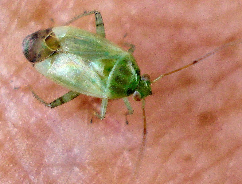 Apolygus (Apolygus) - Picture Insect