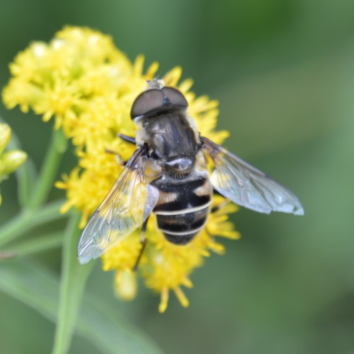 Eristalis dimidiata (Eristalis dimidiata) - Picture Insect