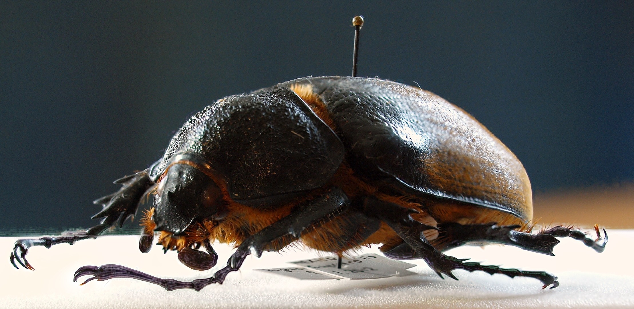 Megasoma occidentalis (Megasoma occidentalis) - Picture Insect