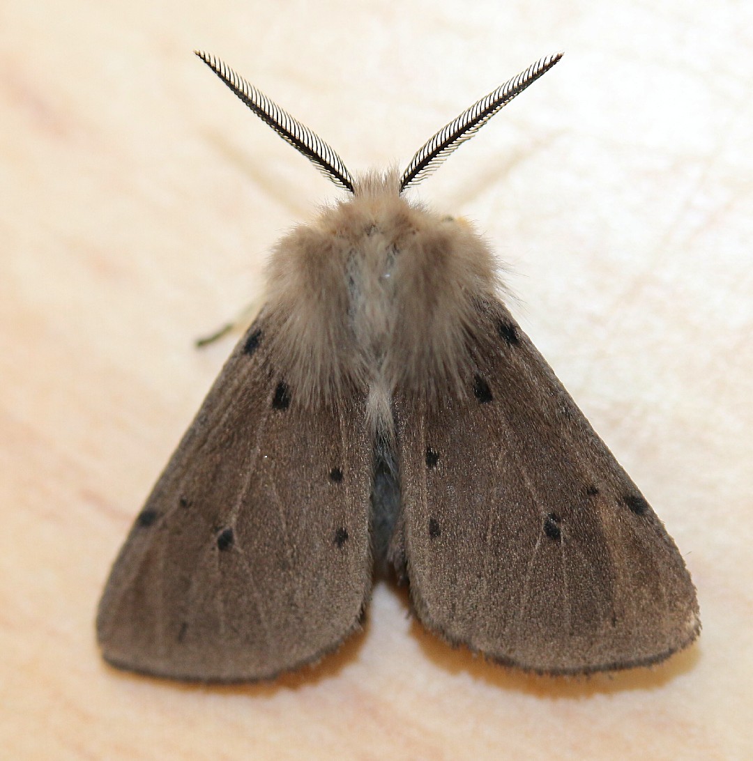 Diaphora (Diaphora) - Picture Insect