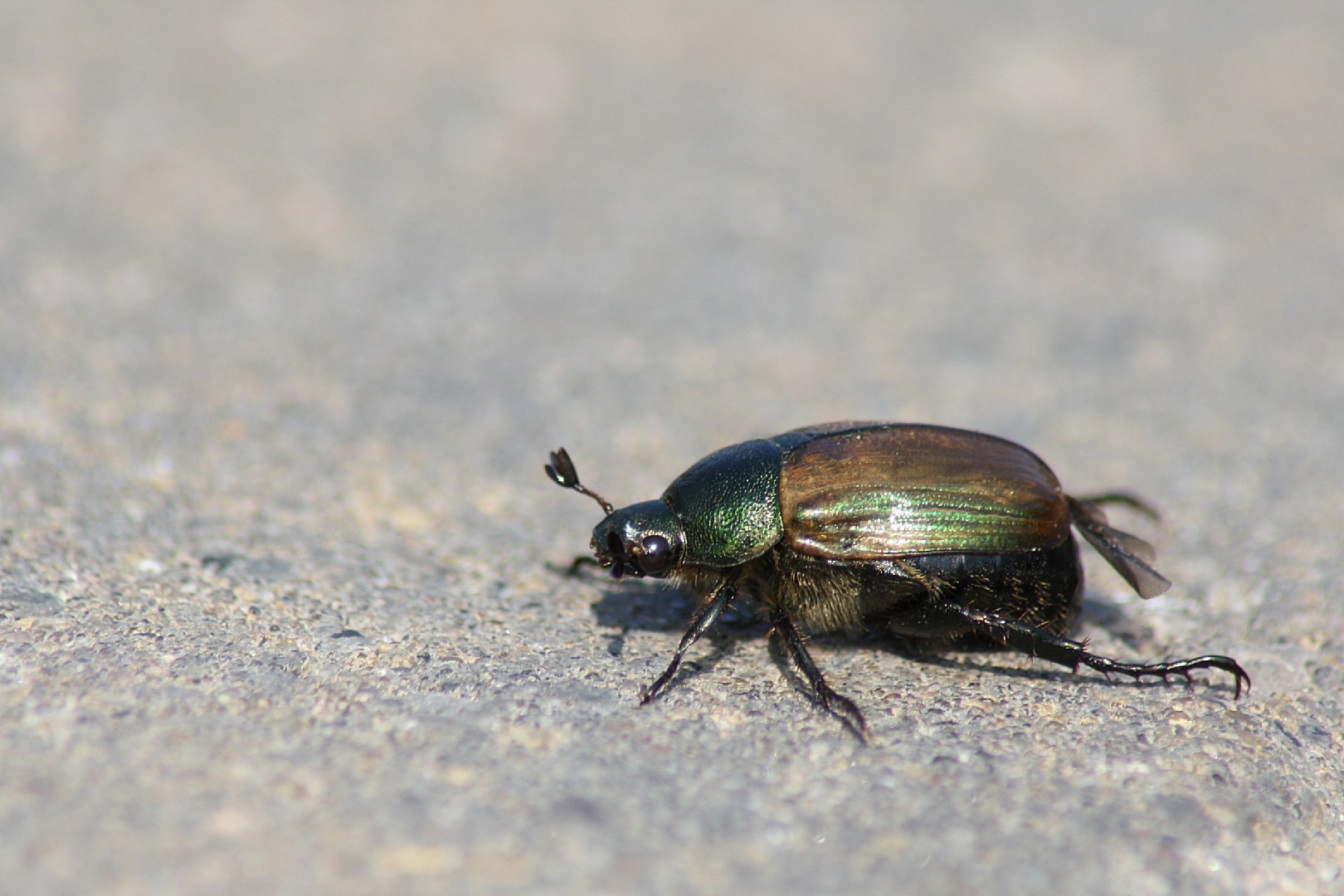 Kleine julikäfer (Anomala dubia) - Picture Insect