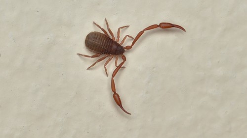 Chelifer cancroides (Chelifer cancroides) - Picture Insect