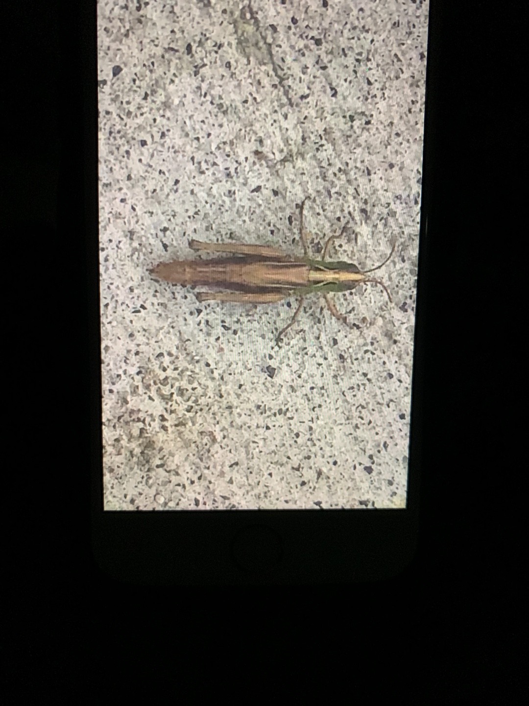 Eritettix simplex (Eritettix simplex) - Picture Insect