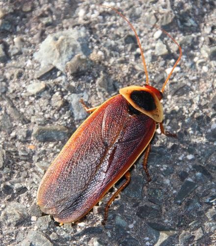 Aptera fusca (Aptera fusca) - Picture Insect