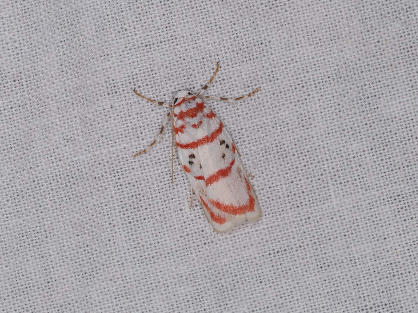 Cyana (Cyana) - Picture Insect