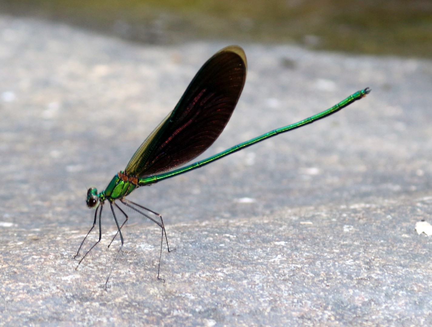 華艷色蟌 (Neurobasis chinensis) - Picture Insect