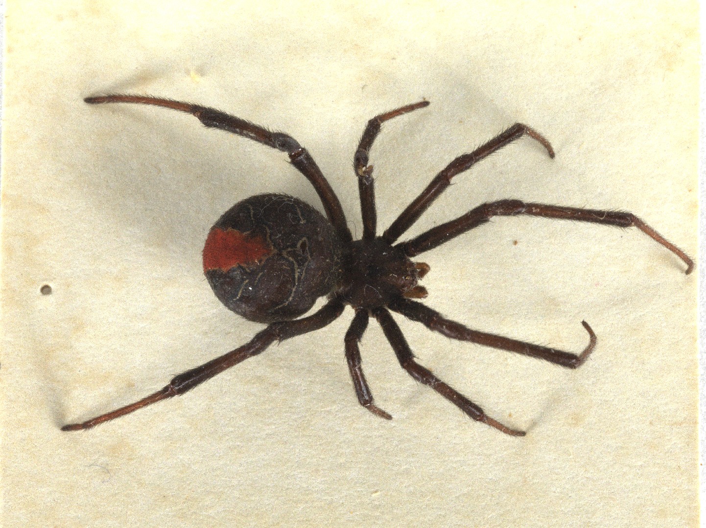 Latrodectus katipo (Latrodectus katipo) - Picture Insect