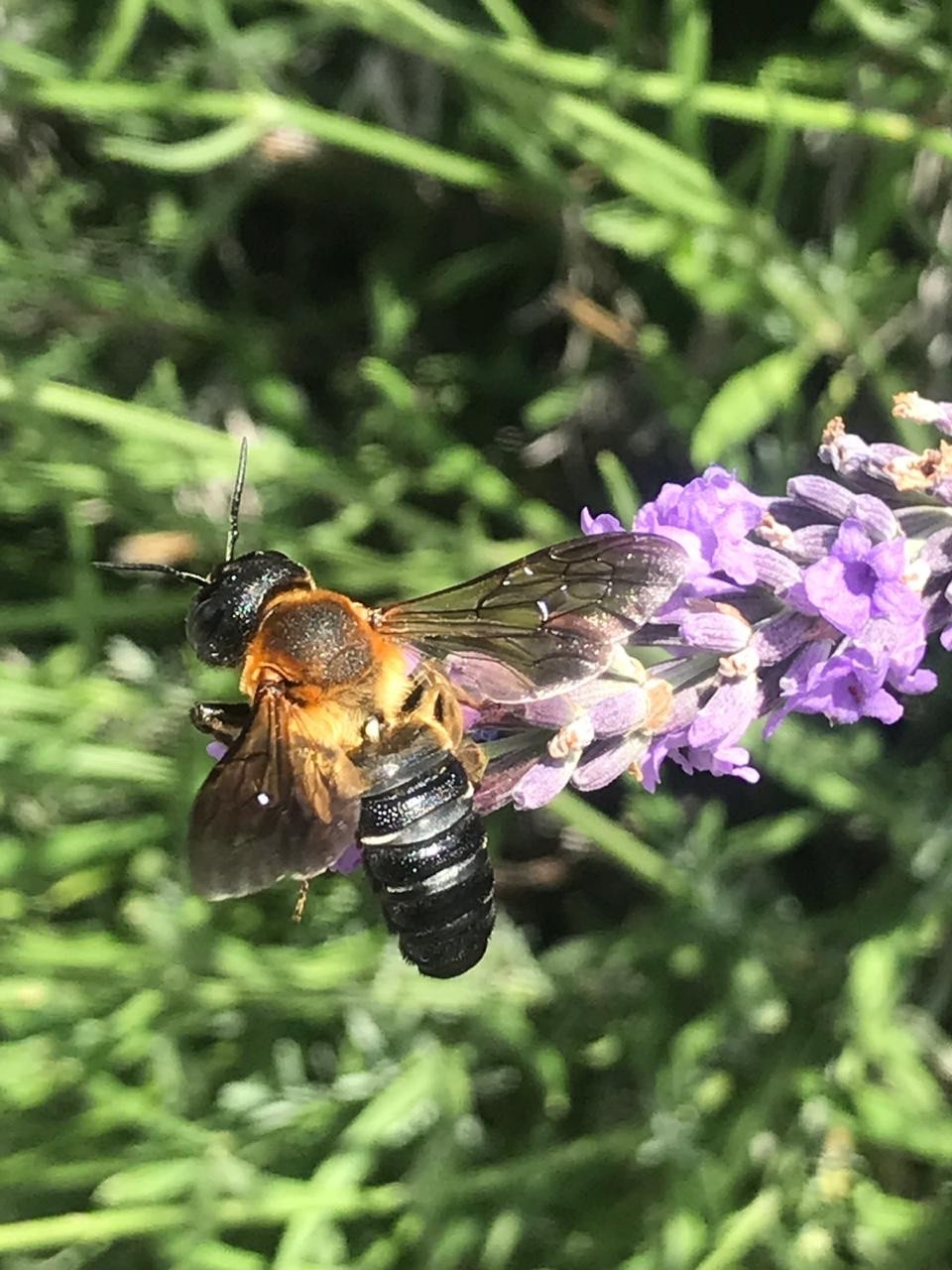 Abejas cortadoras de hojas (Megachile) - Picture Insect