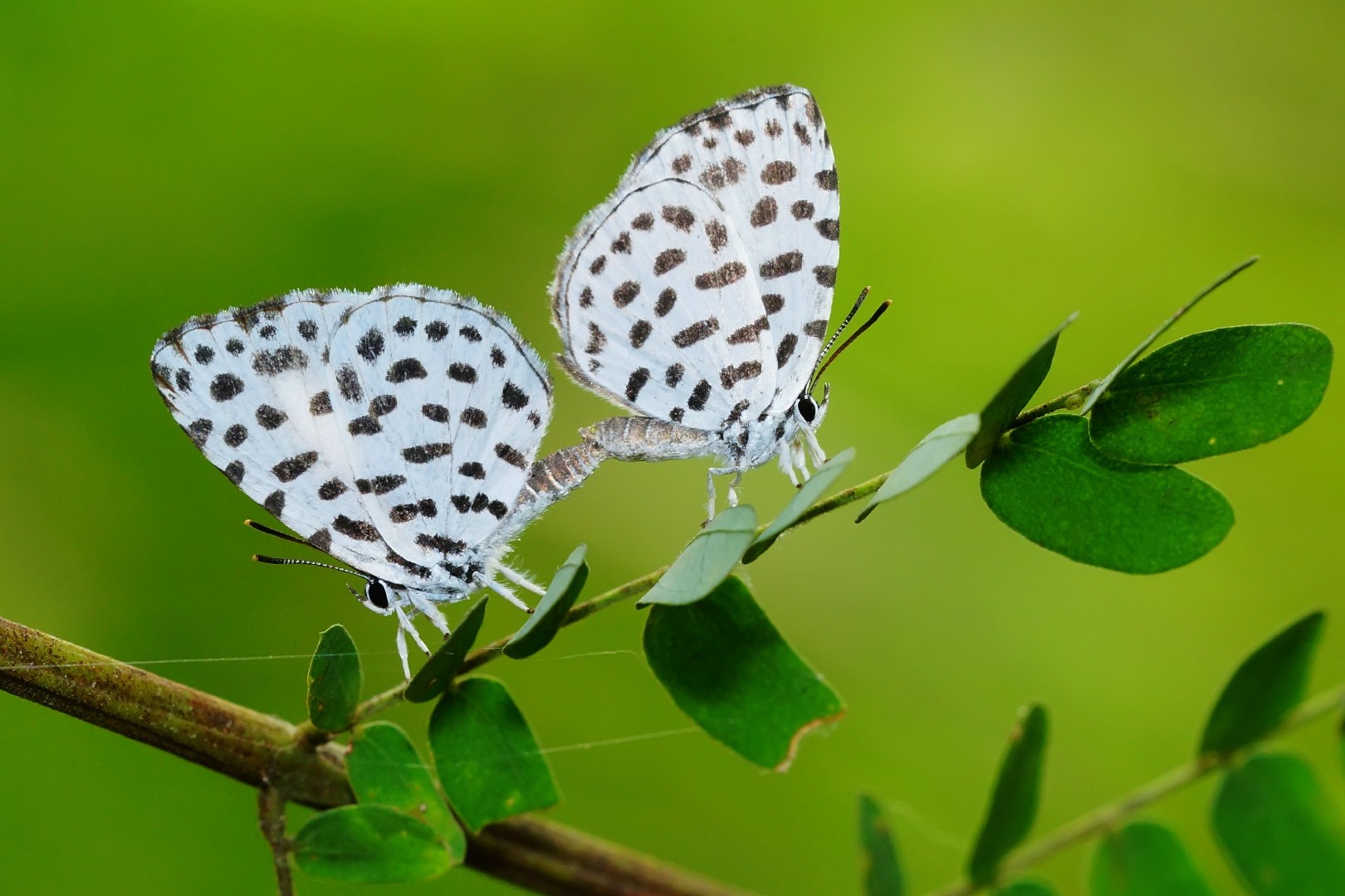 Taraka (Taraka) - Picture Insect