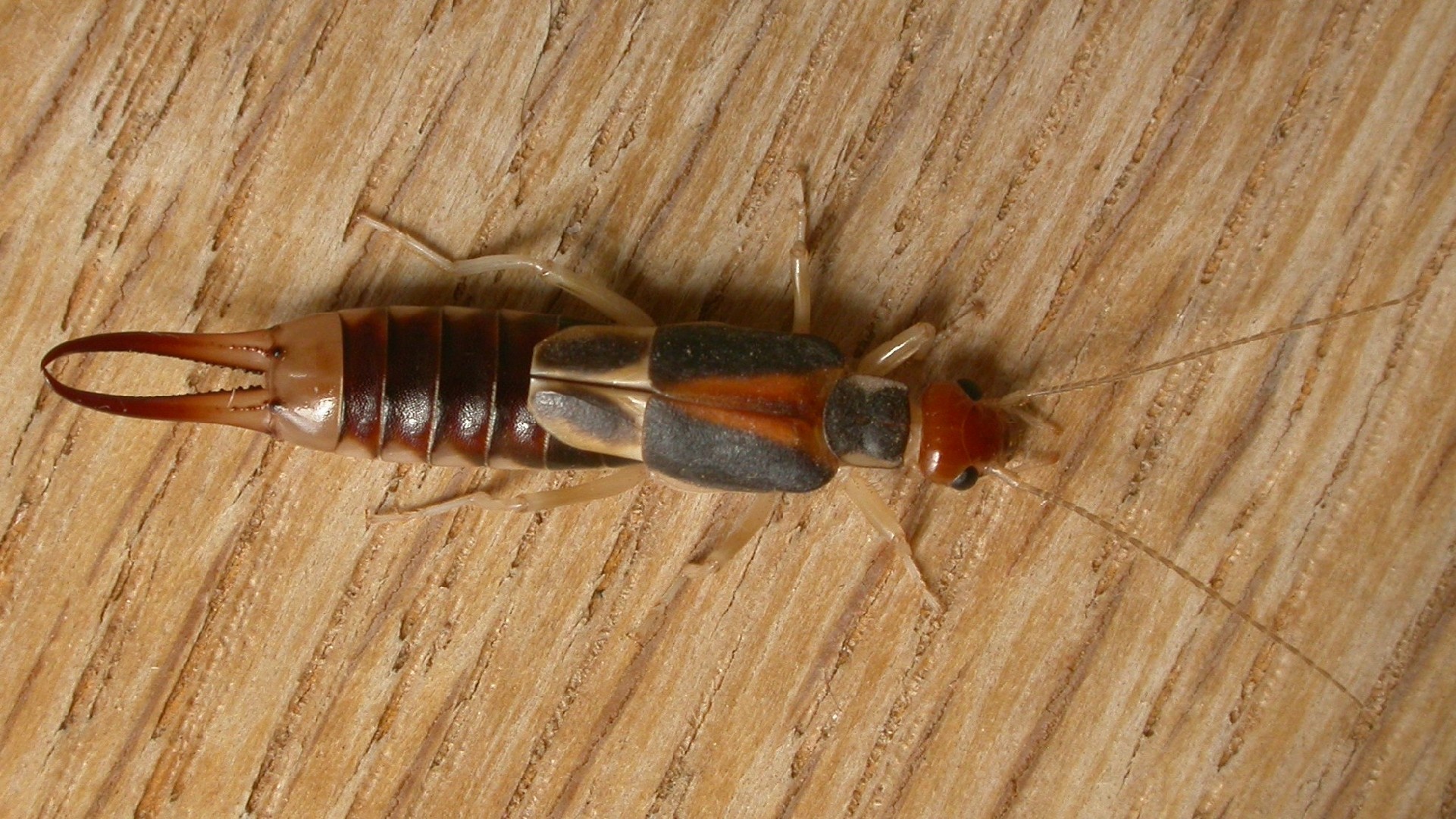 Labidura (Labidura) - Picture Insect