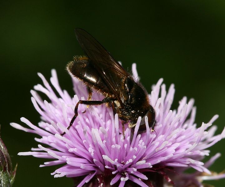 Cheilosia bergenstammi (Cheilosia bergenstammi) - Picture Insect