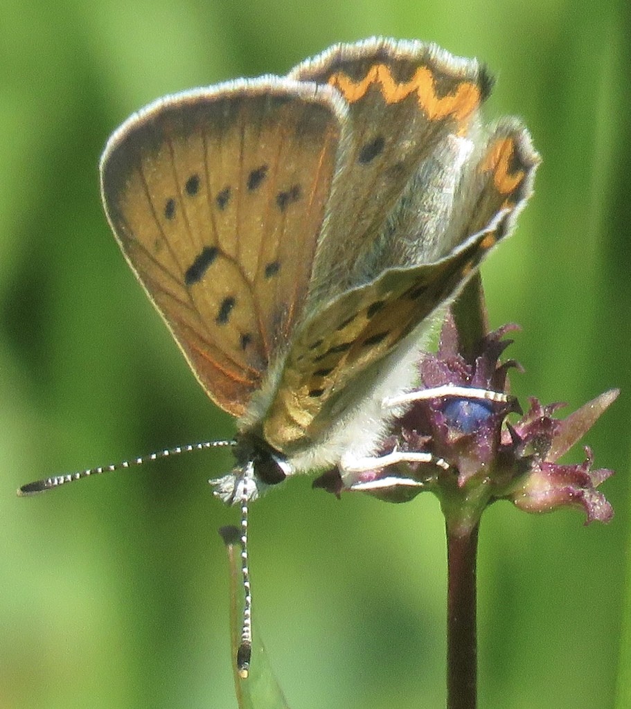 Lycaena helloides (Lycaena helloides) - Picture Insect