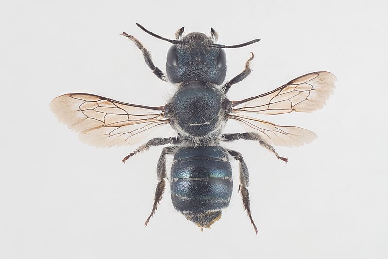Osmia caerulescens (Osmia caerulescens) - Picture Insect