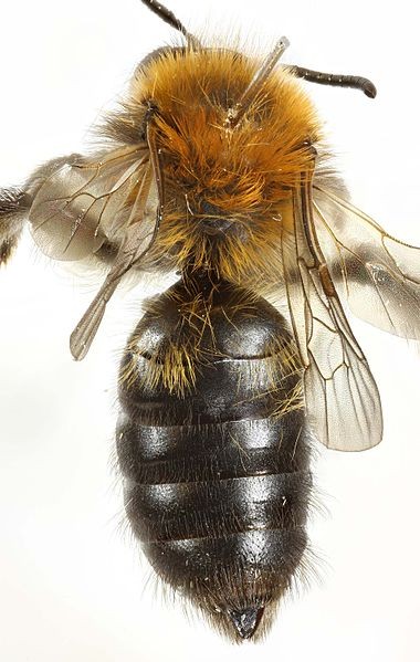 Andrena lapponica (Andrena lapponica) - Picture Insect