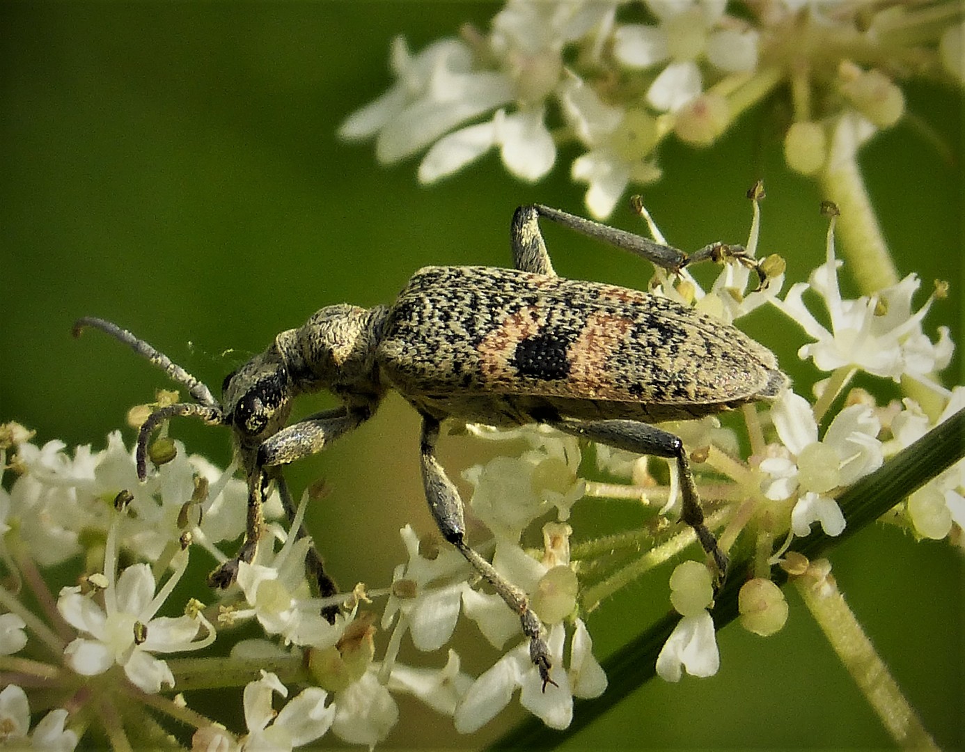 Escarabajo de cuerno largo con manchas negras (Rhagium mordax ...