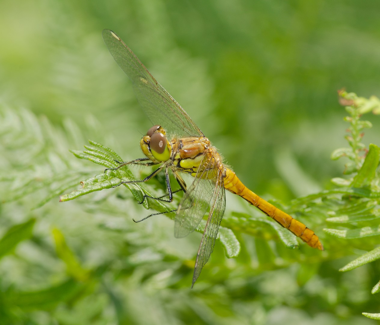 Sympetrum vulgatum (Sympetrum vulgatum) - Picture Insect