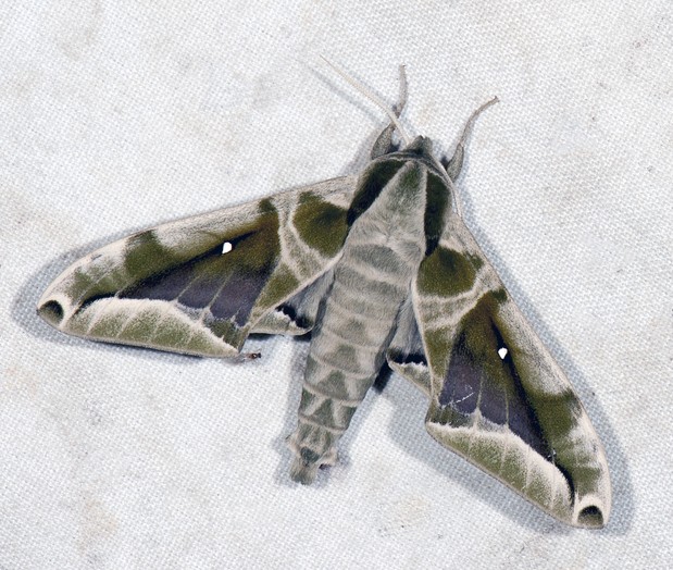 Parum (Parum) - Picture Insect