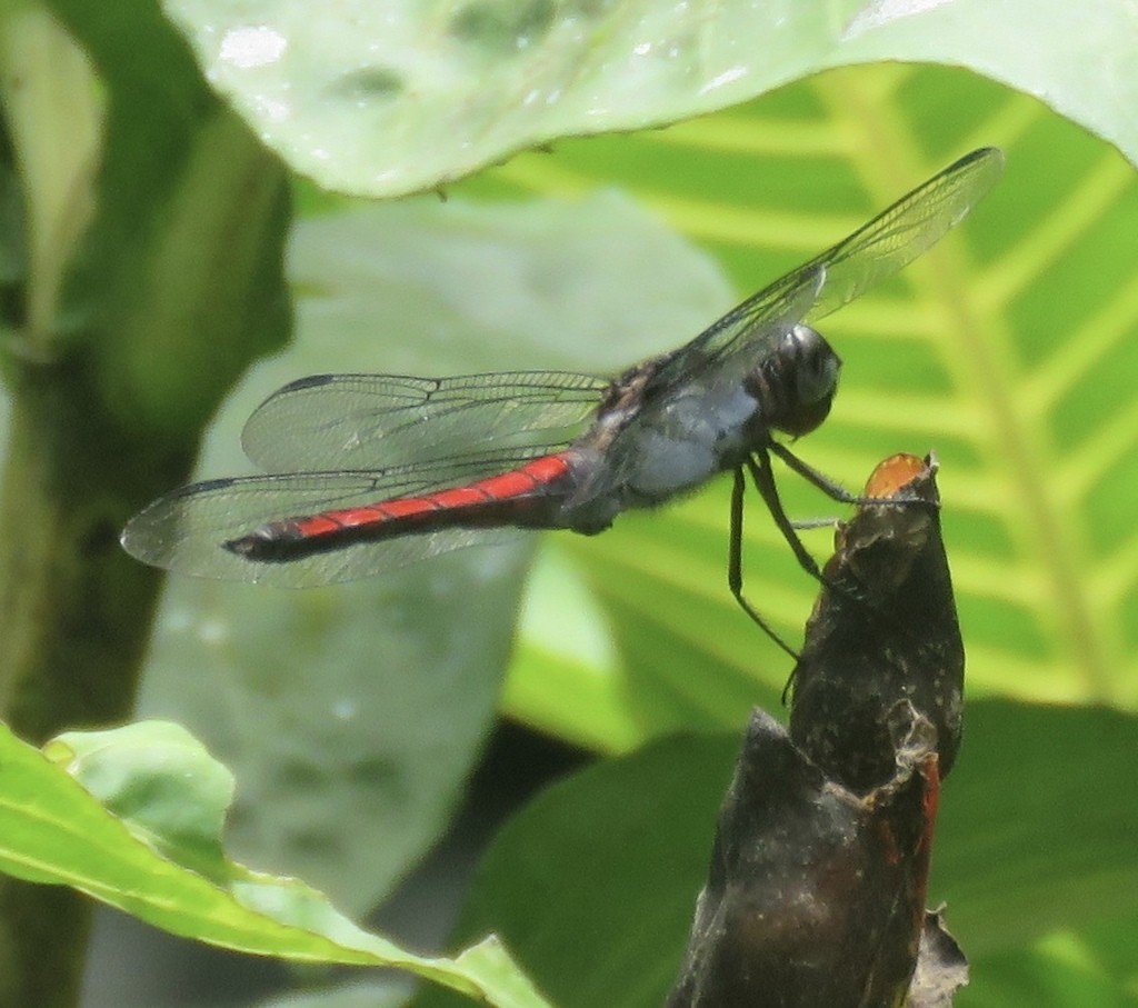 Rayadora hércules (Libellula herculea) - Picture Insect