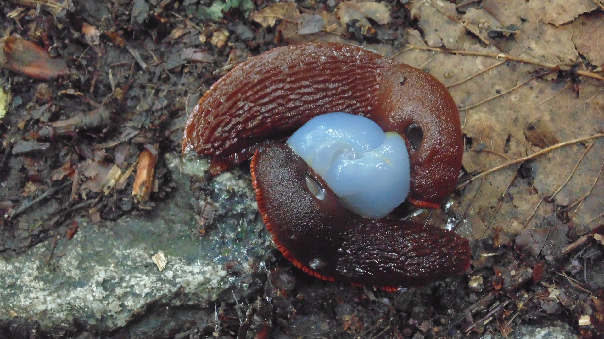 Красный придорожный слизень (Arion rufus) - Picture Insect