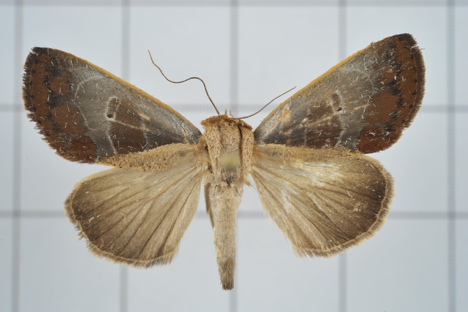 Westermannia (Westermannia) - Picture Insect