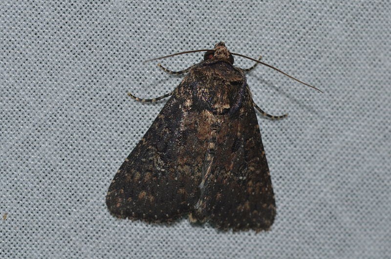 Condica (Condica) - Picture Insect